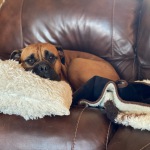 Our Bullmastiff Girls